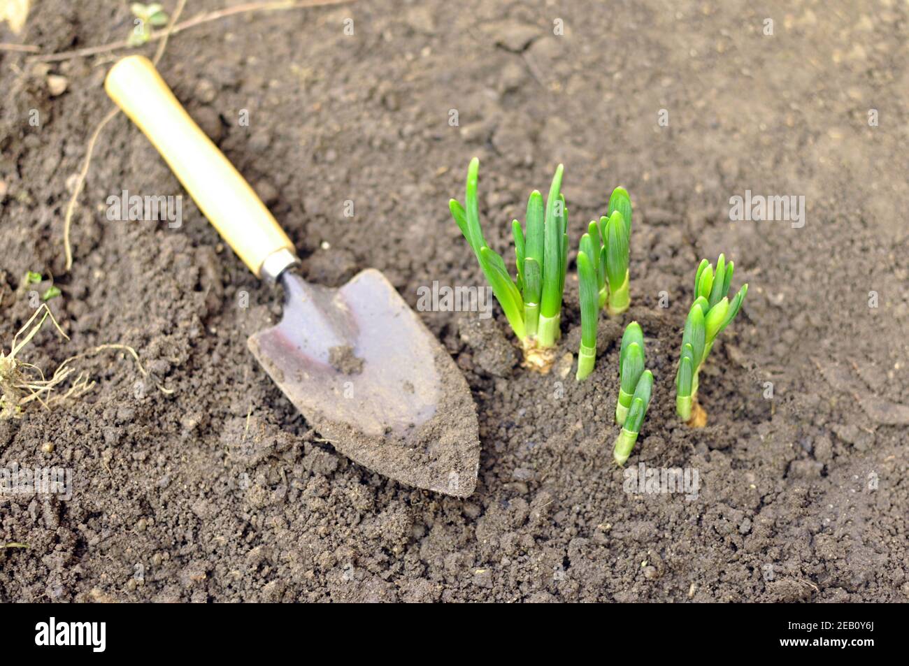 Young daffodil (Narcissus) flower plant transplanted into garden soil ...