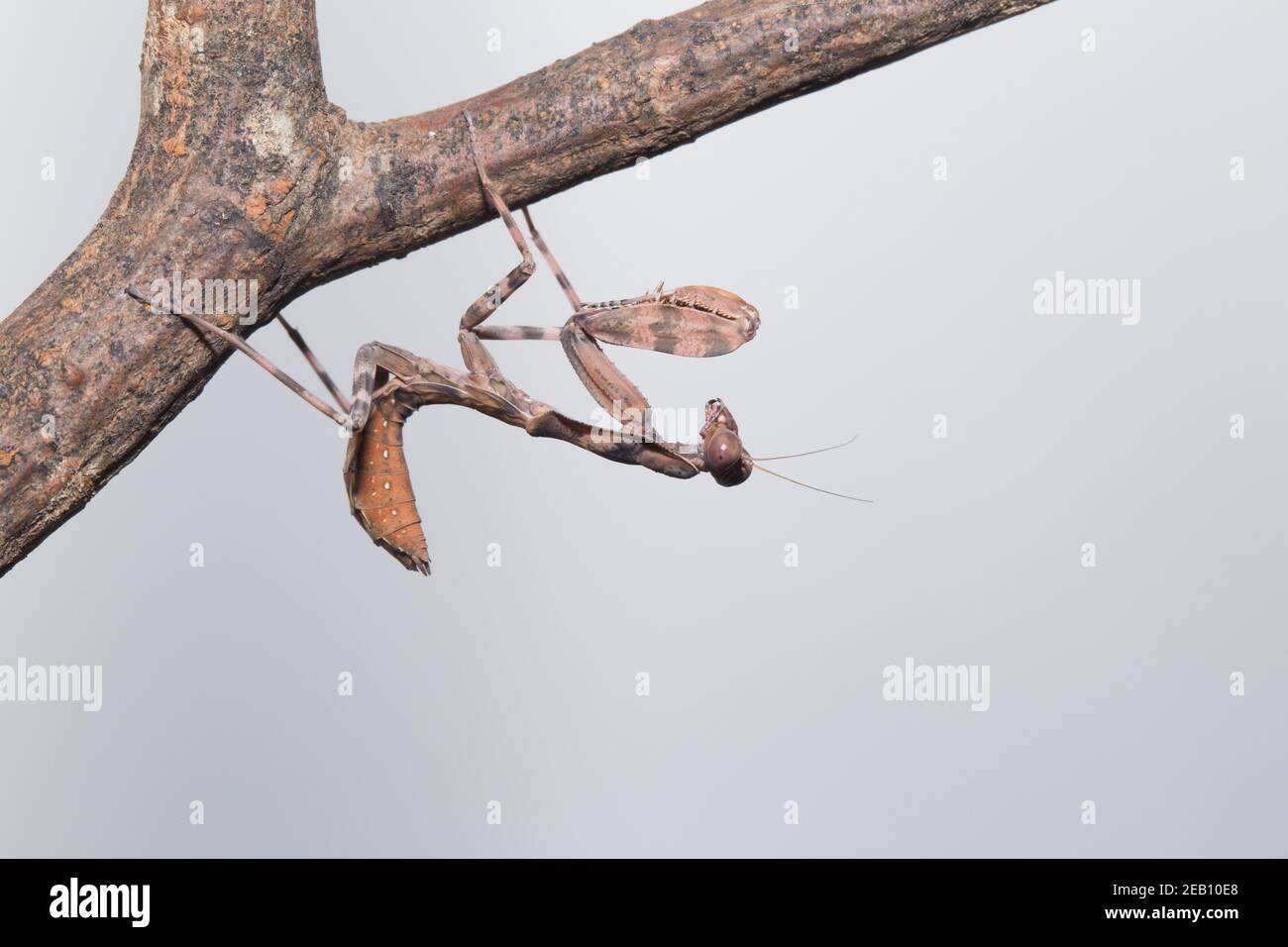 Indonesian double shield mantis (Pnigomantis medioconstricta Stock ...