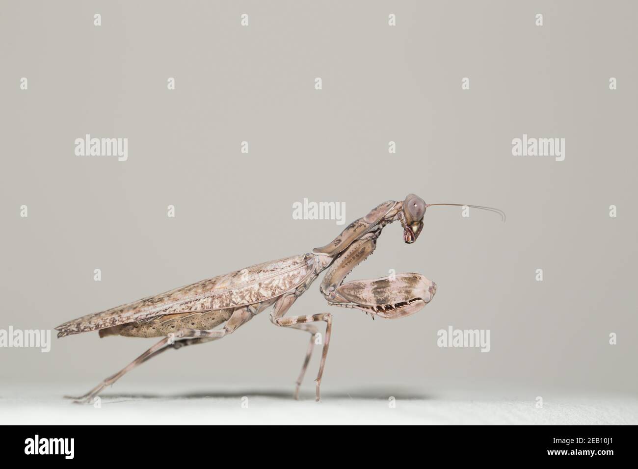 Indonesian double shield mantis (Pnigomantis medioconstricta Stock ...