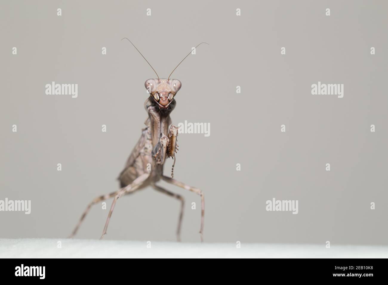 Indonesian double shield mantis (Pnigomantis medioconstricta Stock ...