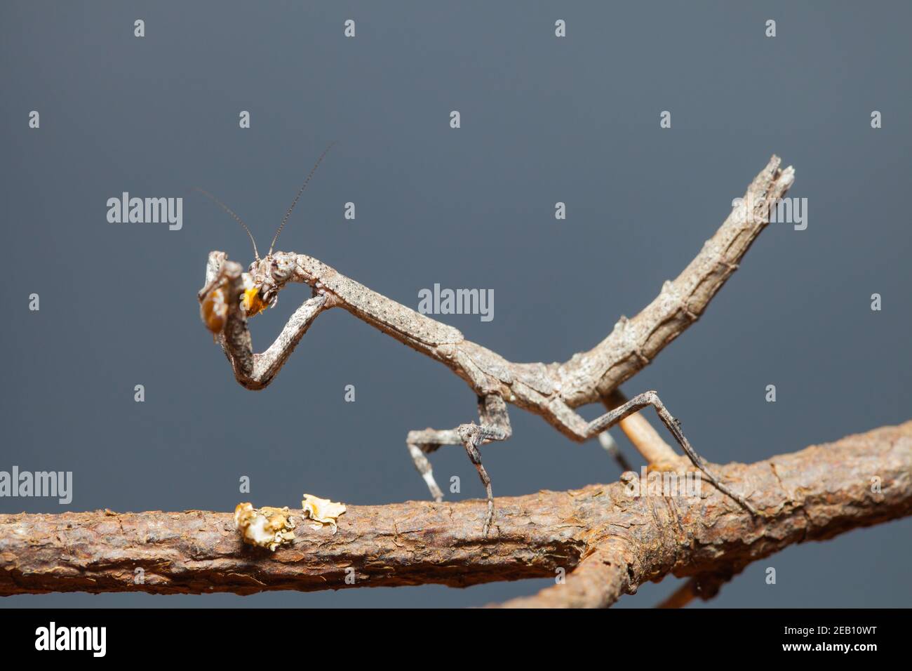 African twig mantis (Popa spurca crassa Stock Photo - Alamy