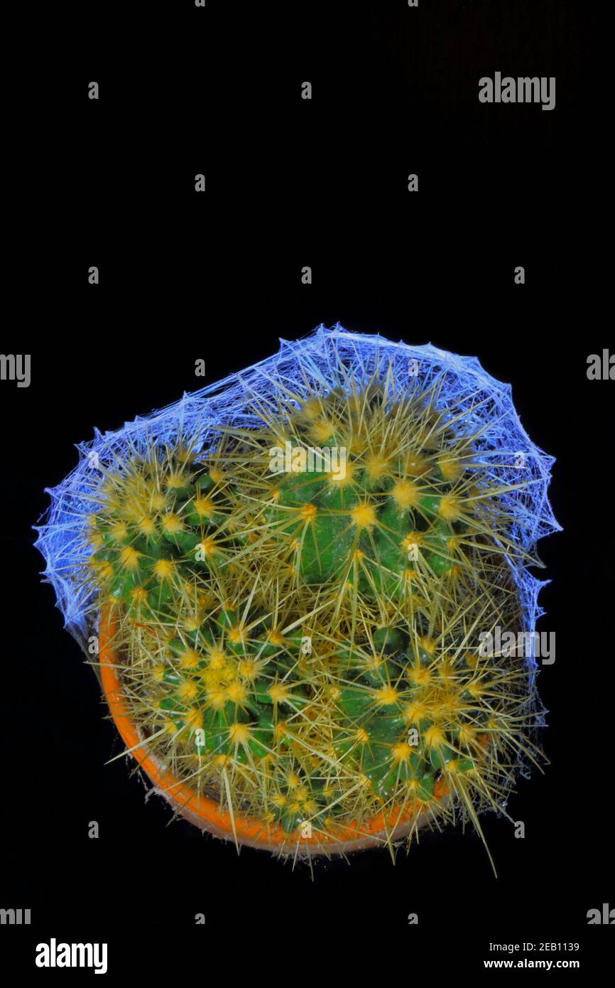 Cactus covered in spiderweb isolated in black Stock Photo - Alamy