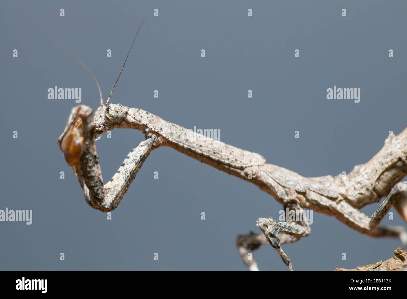 African twig mantis (Popa spurca crassa Stock Photo - Alamy