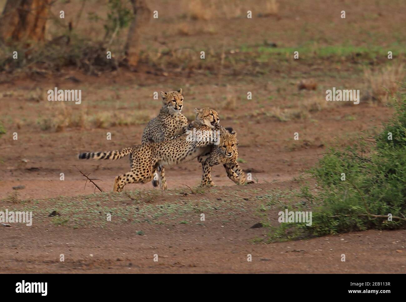 Cheetah fighting hi-res stock photography and images - Alamy