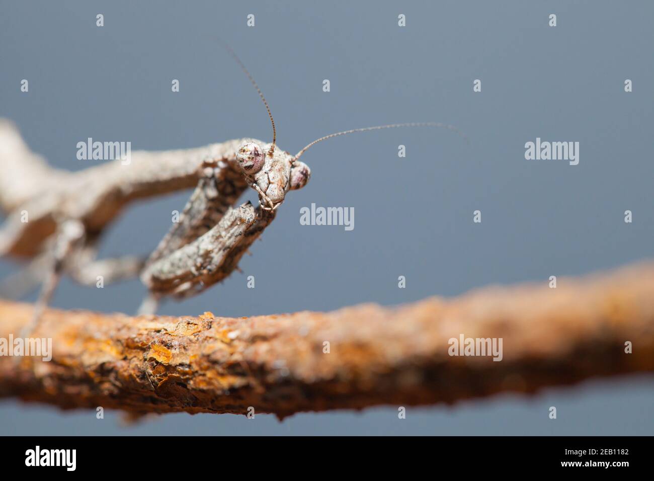 African twig mantis (Popa spurca crassa Stock Photo - Alamy