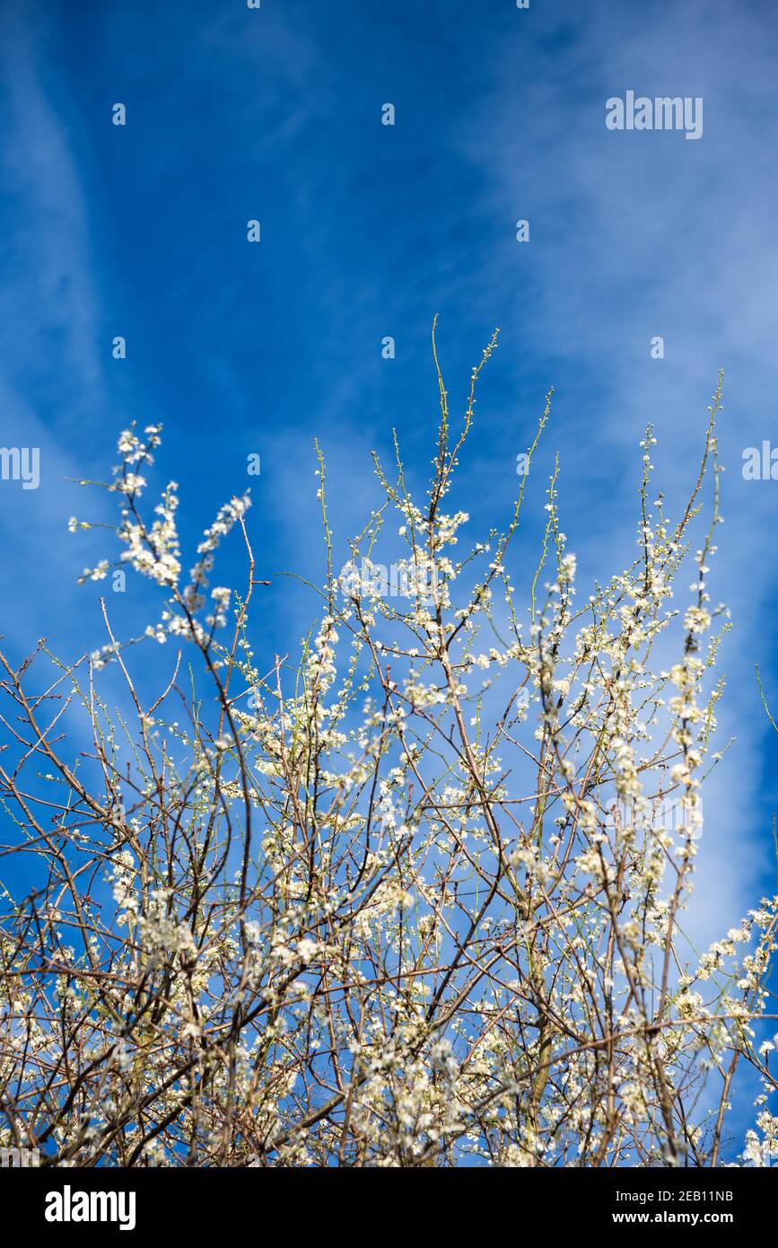 Awakening nature. Blossoming tree branches with white flowers and blue ...