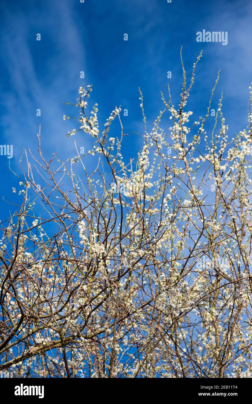 Awakening nature. Blossoming tree branches with white flowers and blue ...