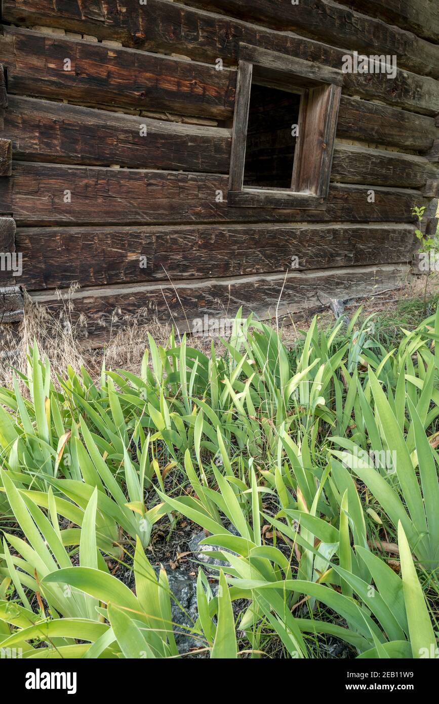 Iris and log cabin, Jim Moore Place historic site, Nez Perce National ...