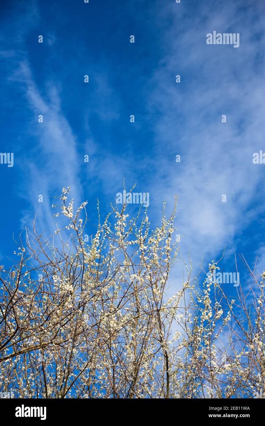 Awakening nature. Blossoming tree branches with white flowers and blue ...