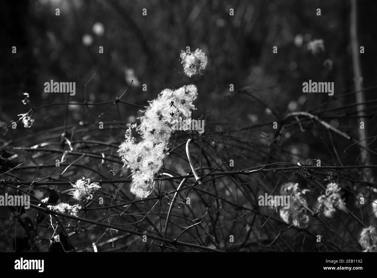 Dry shrub twigs with fluffy seeds. Magic forest background. Enchanted ...