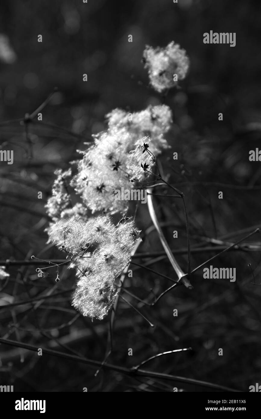 Dry shrub twigs with fluffy seeds. Magic forest background. Enchanted ...