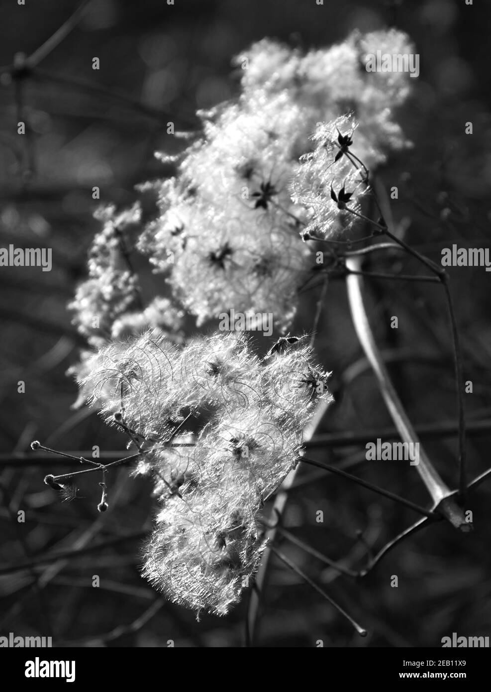 Dry shrub twigs with fluffy seeds. Magic forest background. Enchanted ...