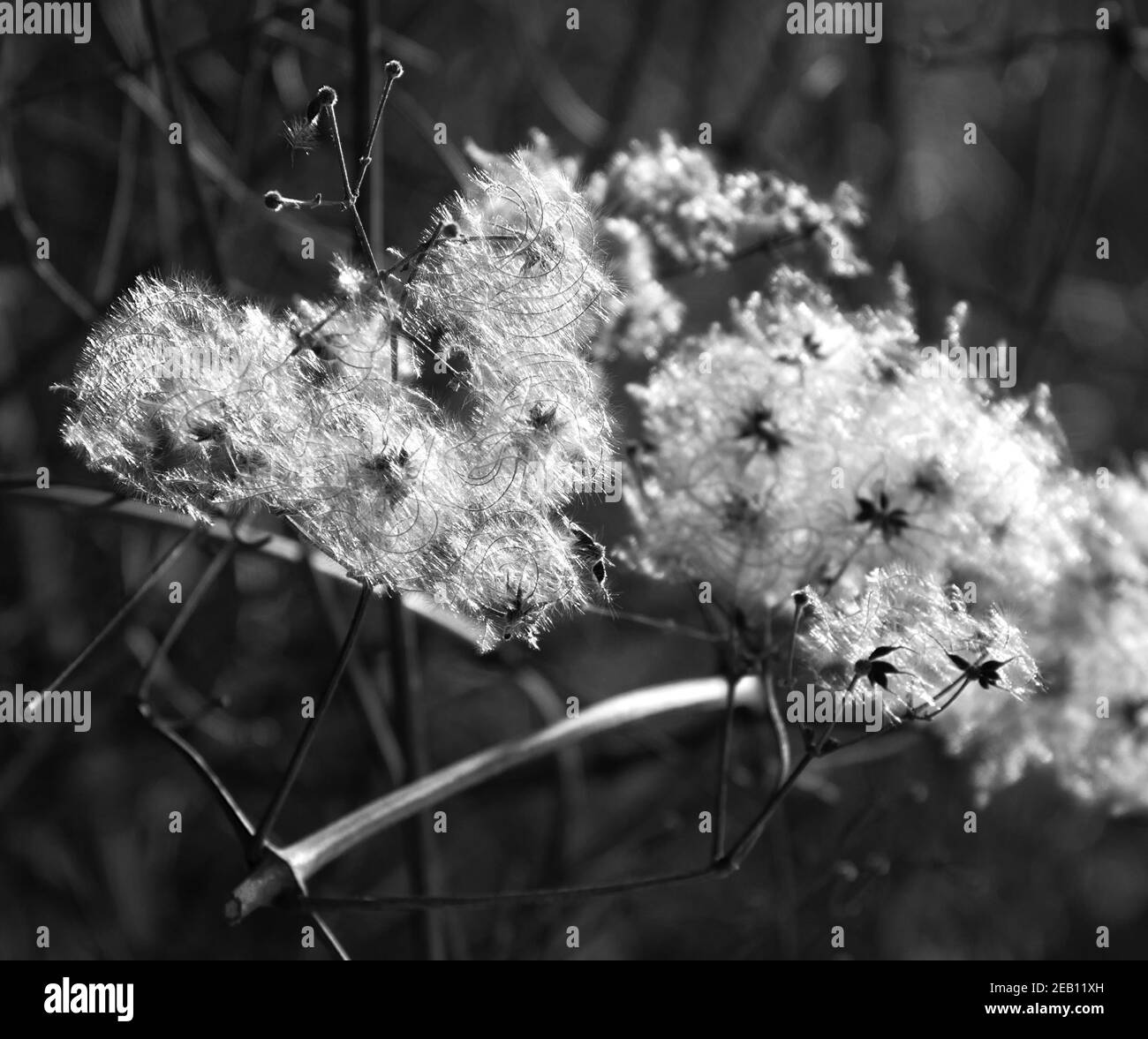 Dry shrub twigs with fluffy seeds. Magic forest background. Enchanted ...