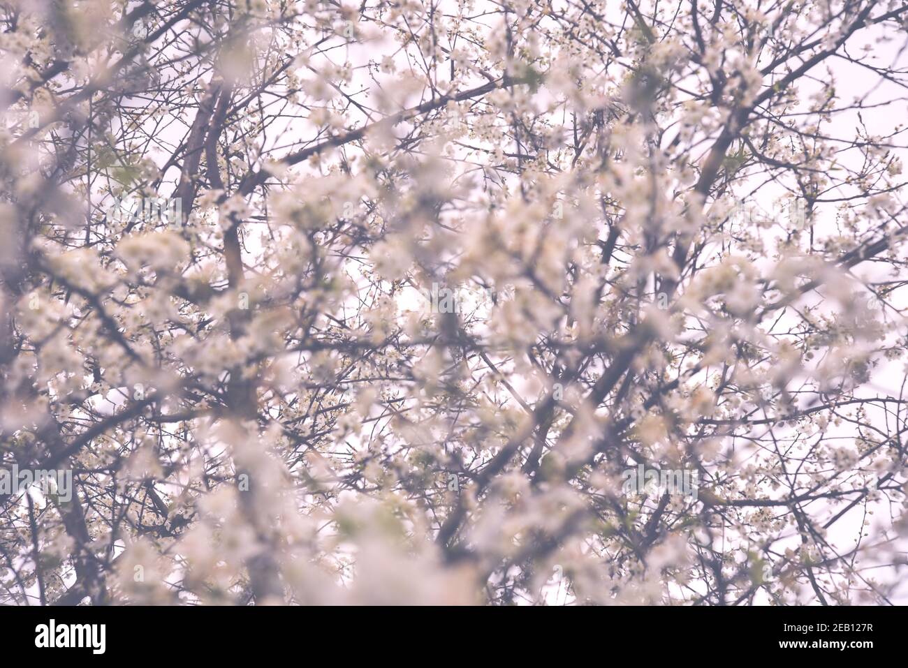 Dreamy cherry blossom. Blurry flowers, bokeh at foreground. Enchanted spring landscape. Evening ...