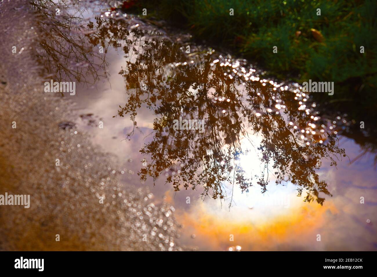 Enchanted landscape after rain. Reflection of trees silhouettes and ...