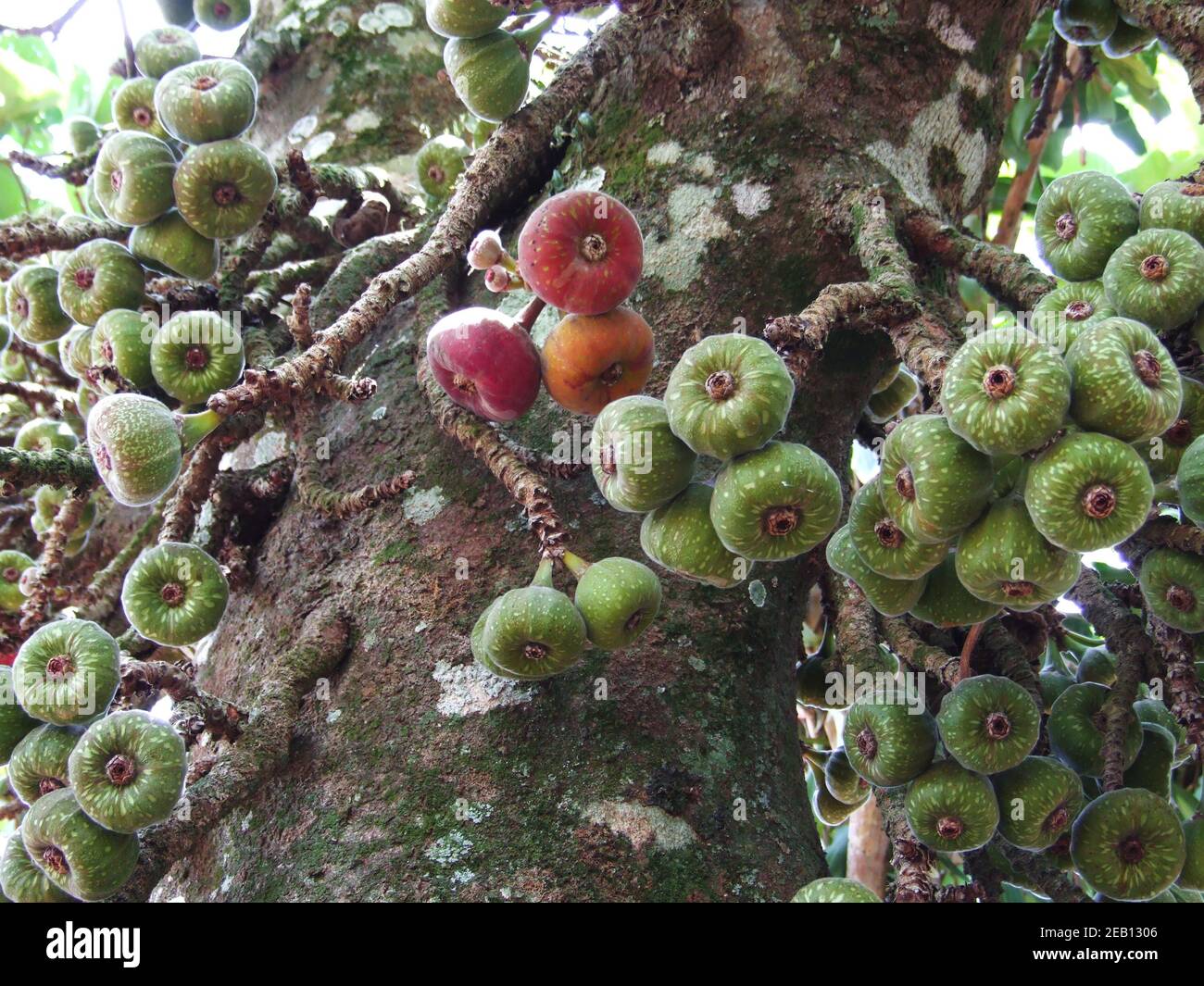 Wild Fig Fruits in Iguazu Falls Park Stock Photo - Alamy