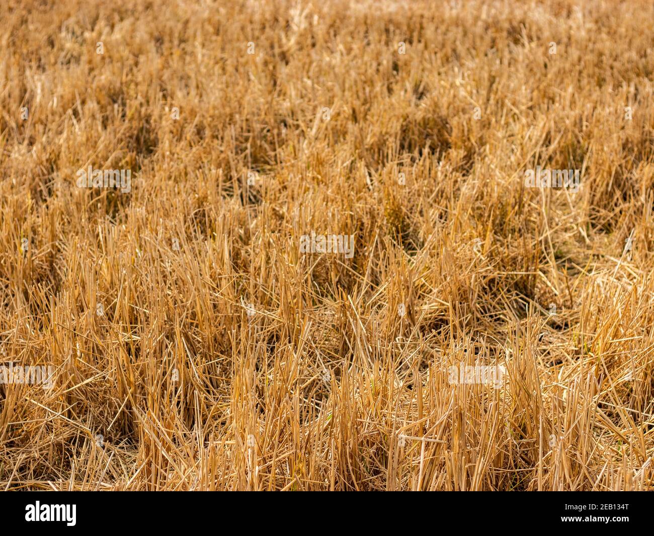 Dry Rice plant field due to long dry season Stock Photo - Alamy