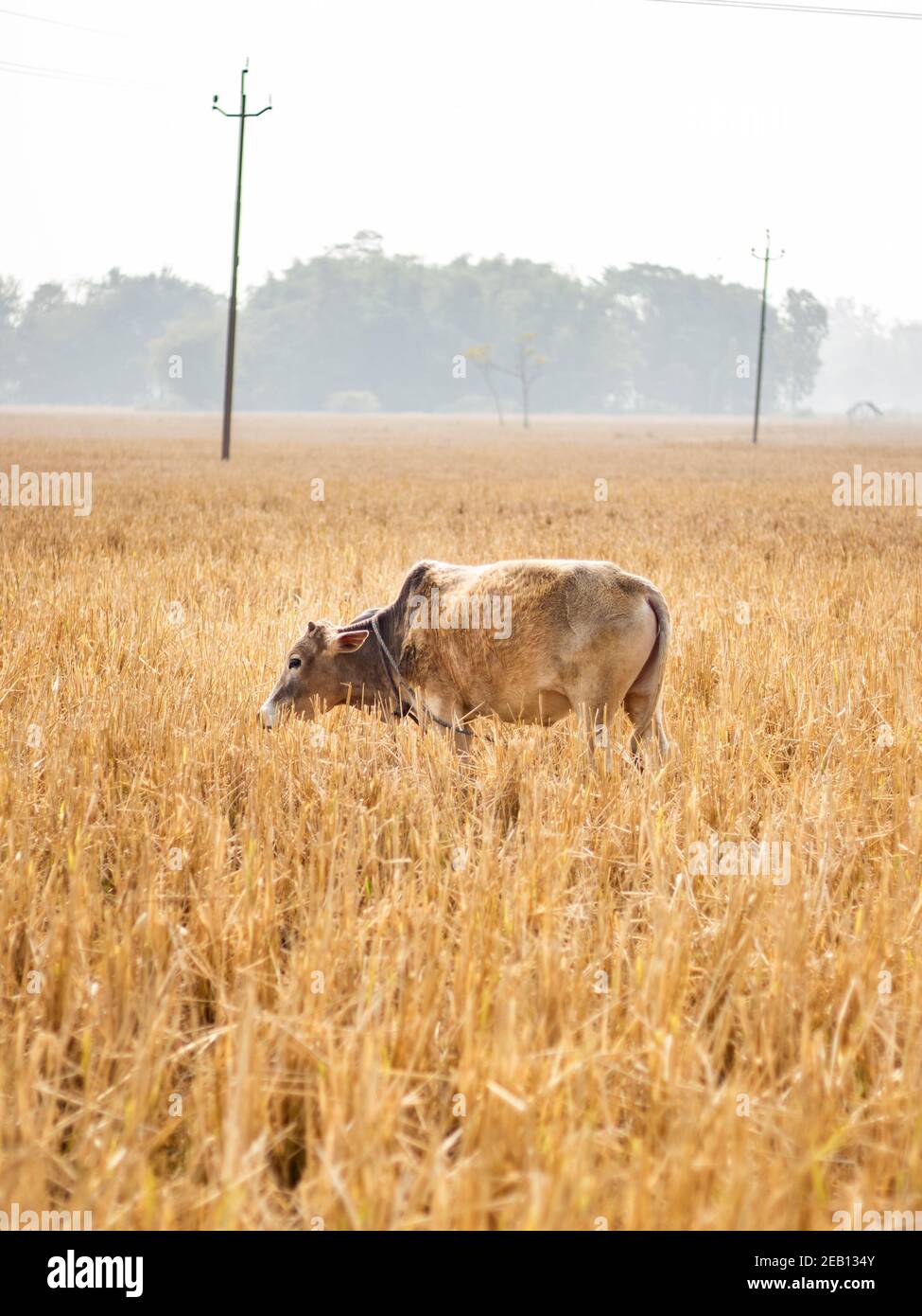 Dry Rice plant field due to long dry season Stock Photo - Alamy