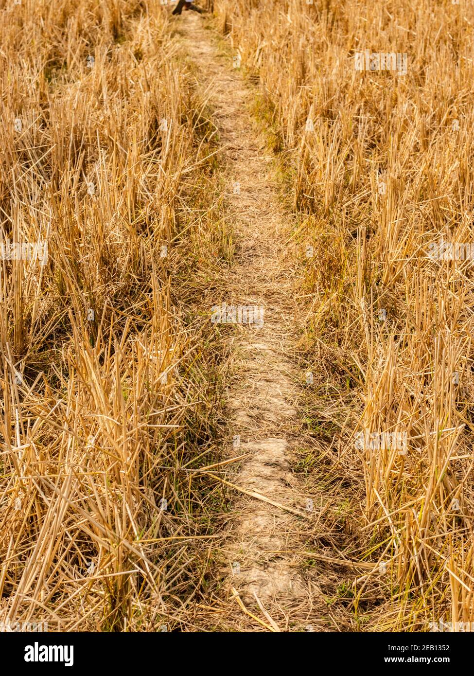 Dry Rice plant field due to long dry season Stock Photo - Alamy
