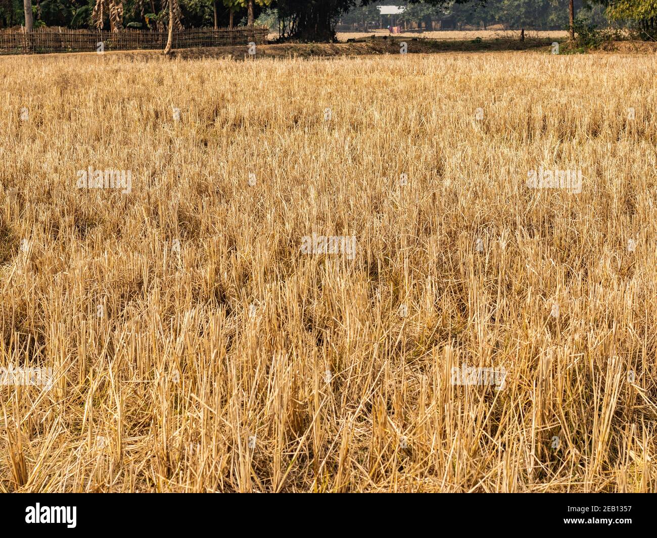 Dry Rice plant field due to long dry season Stock Photo - Alamy