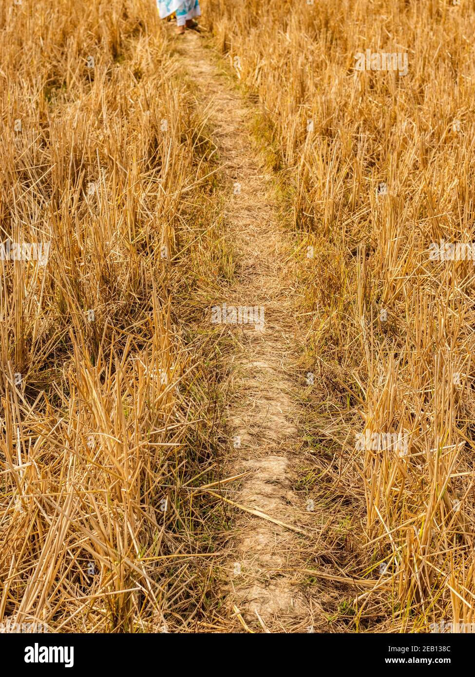 Dry Rice plant field due to long dry season Stock Photo - Alamy