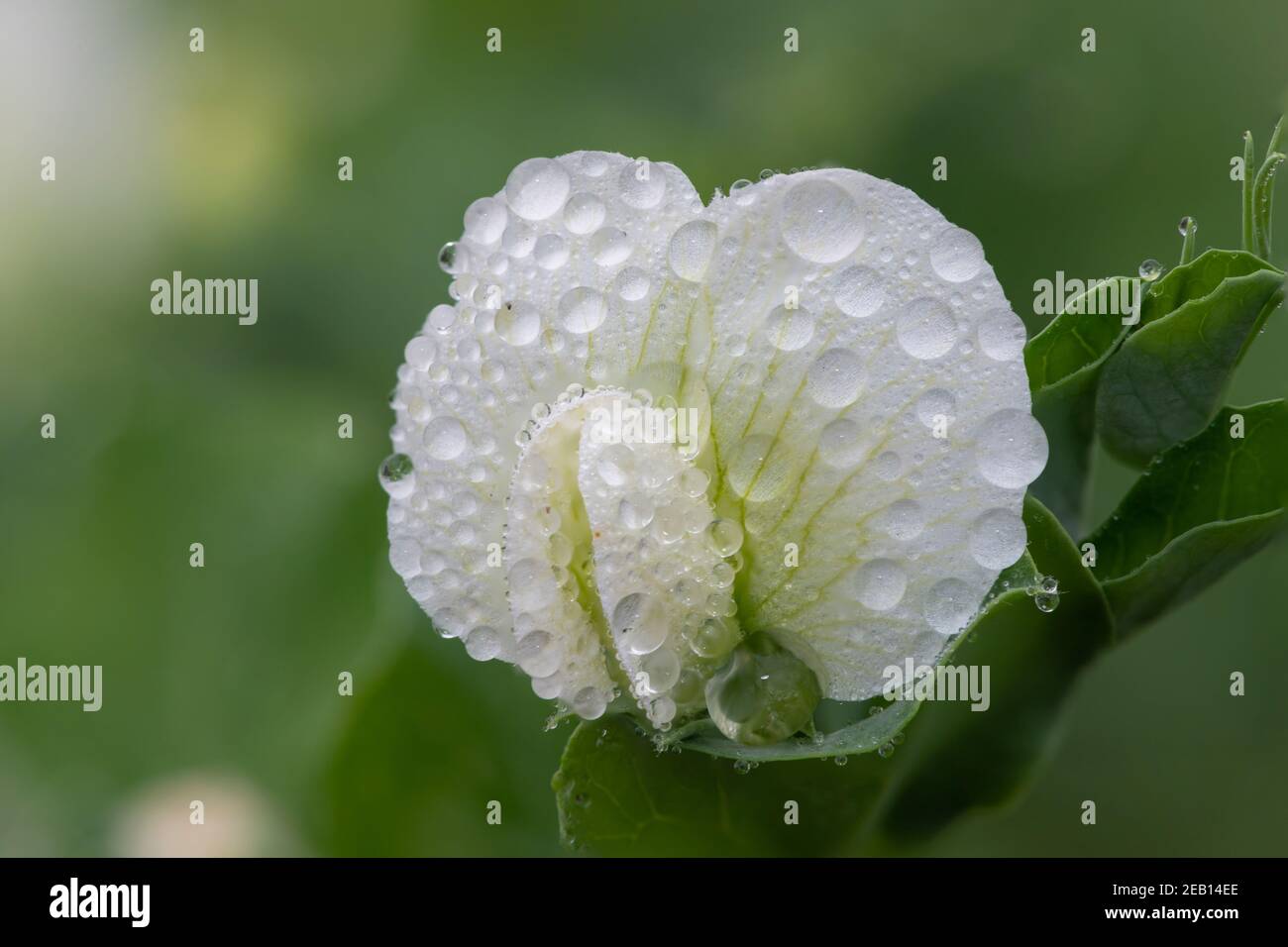 Macro shot of a pea (pisum sativum) flower covered in water droplets ...