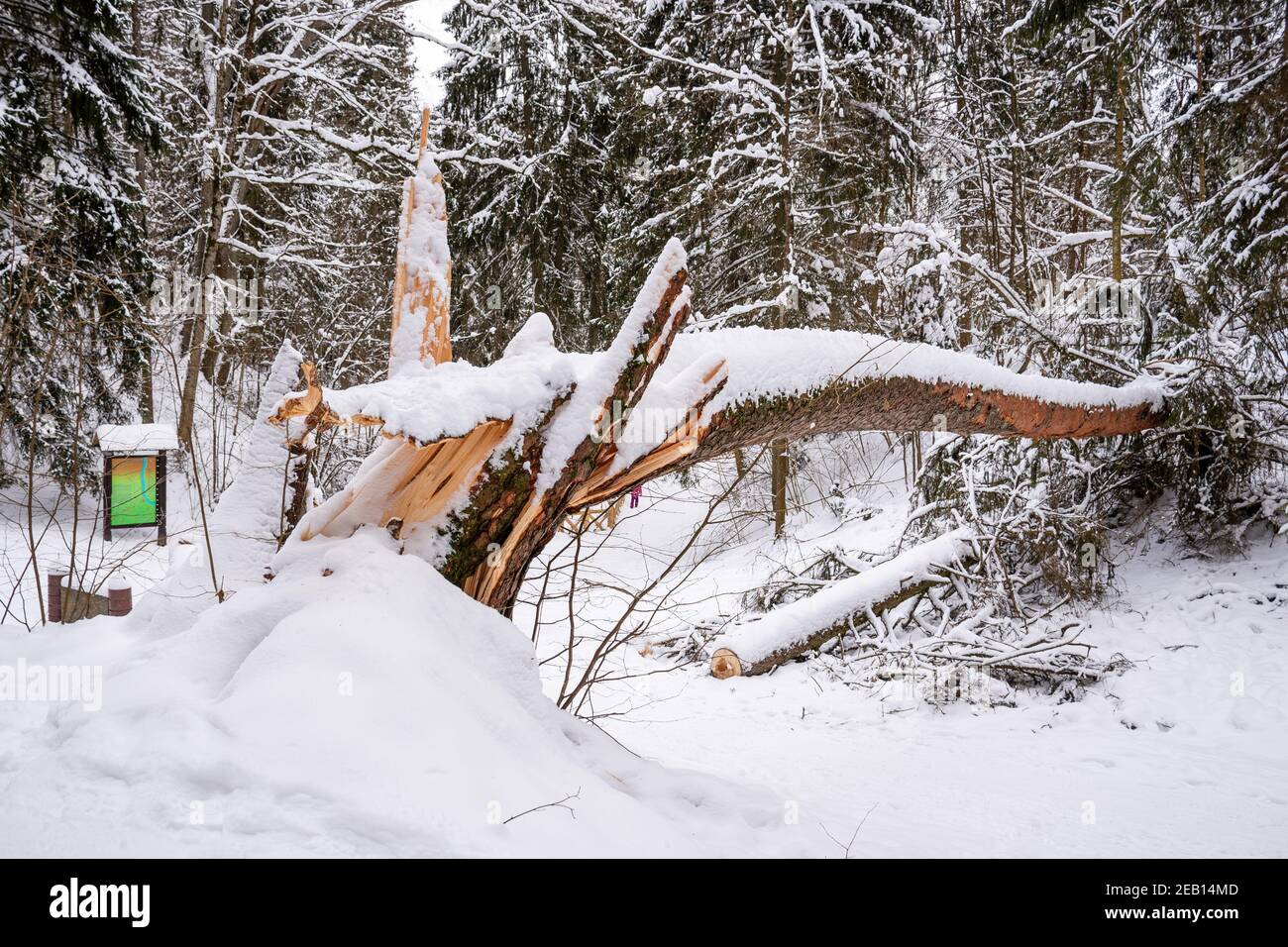 Giant pine tree hi-res stock photography and images - Alamy