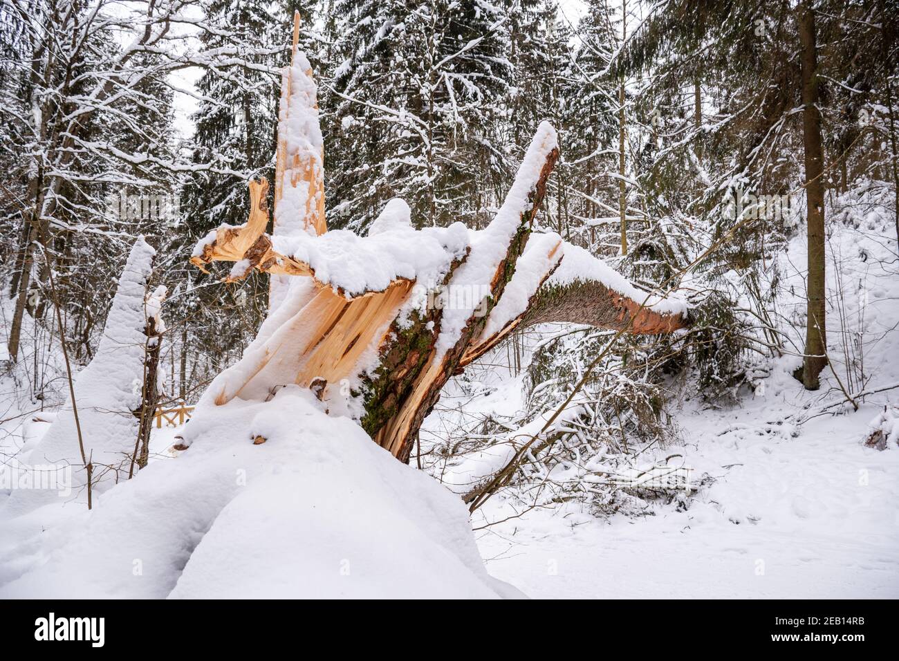 Giant pine tree hi-res stock photography and images - Alamy