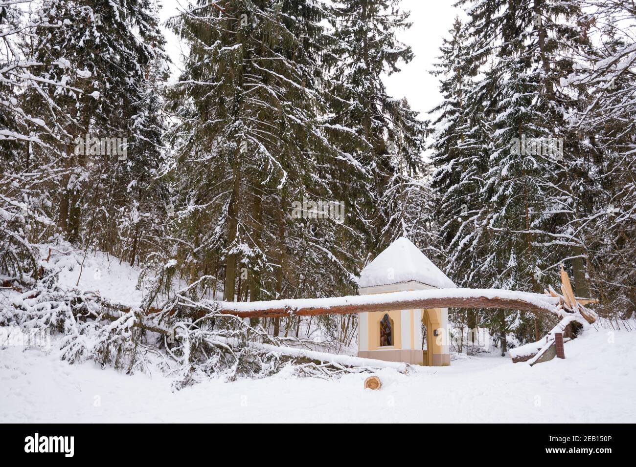 Giant pine tree hi-res stock photography and images - Alamy