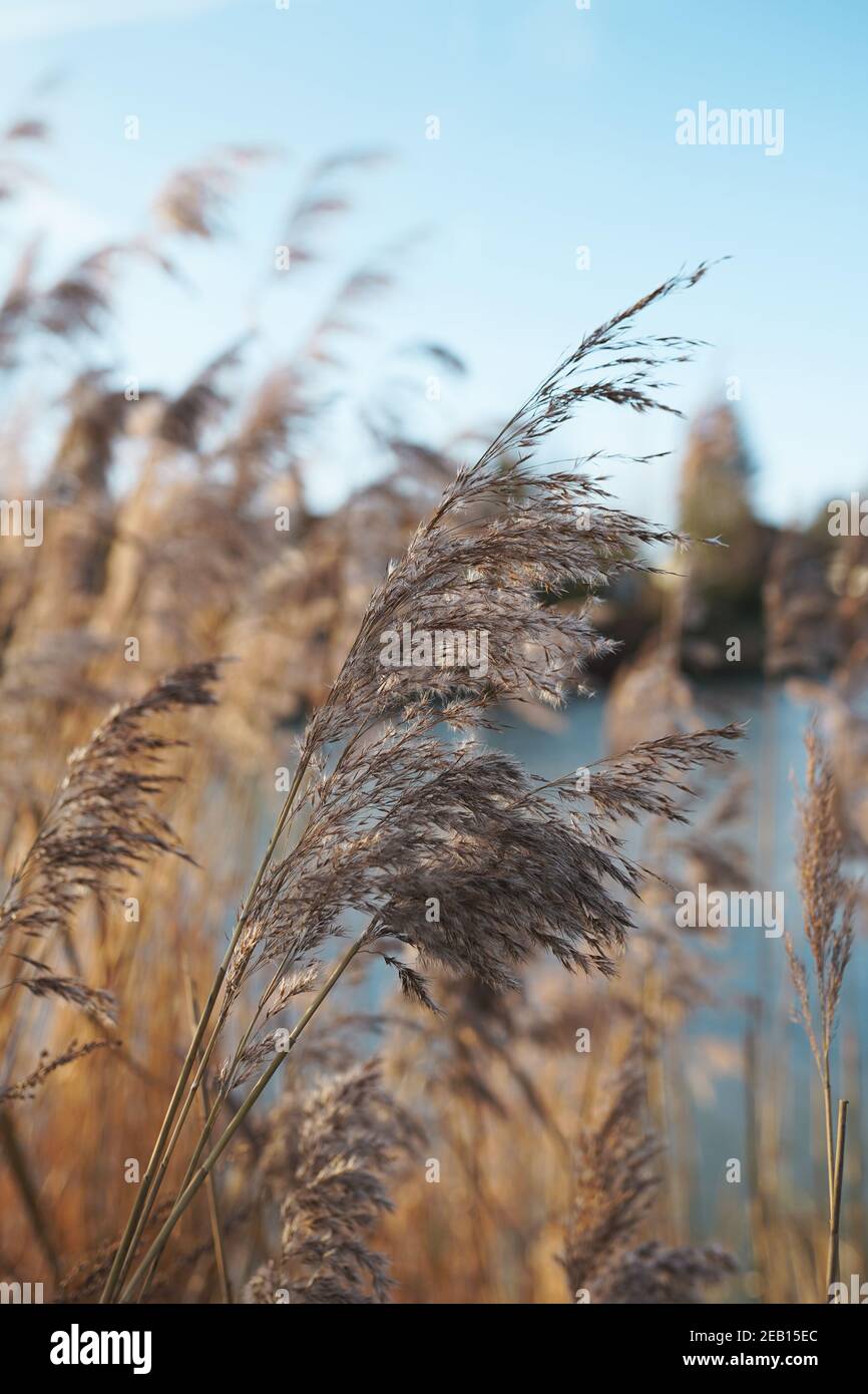 Dry reed on the lake Stock Photo - Alamy