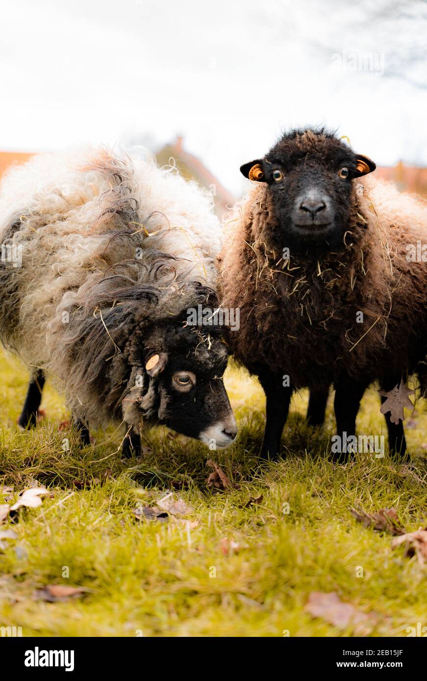 Two headed lamb hi-res stock photography and images - Alamy