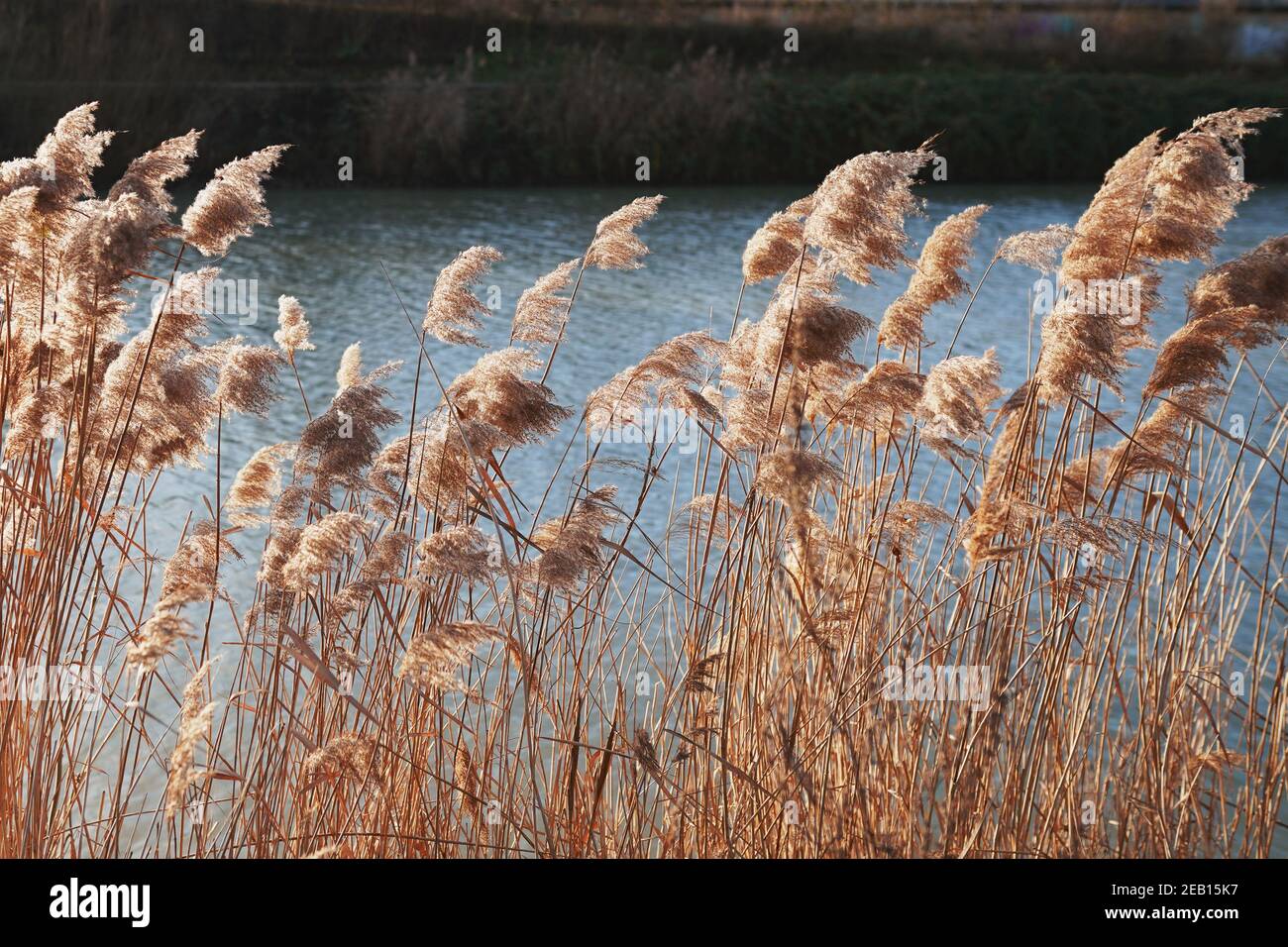 Dry reed on the lake Stock Photo - Alamy