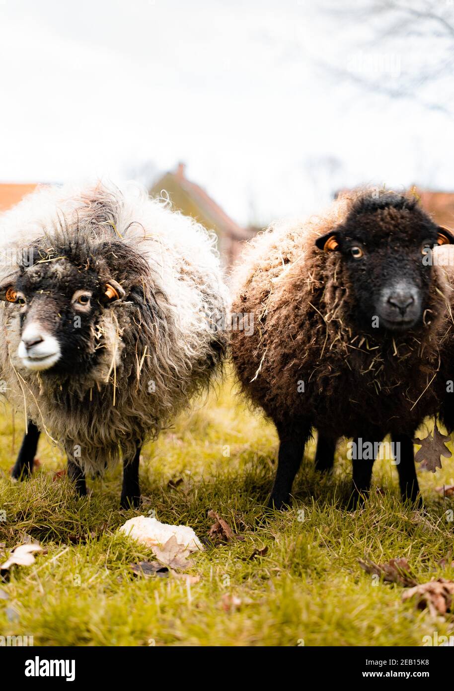 Two headed lamb hi-res stock photography and images - Alamy
