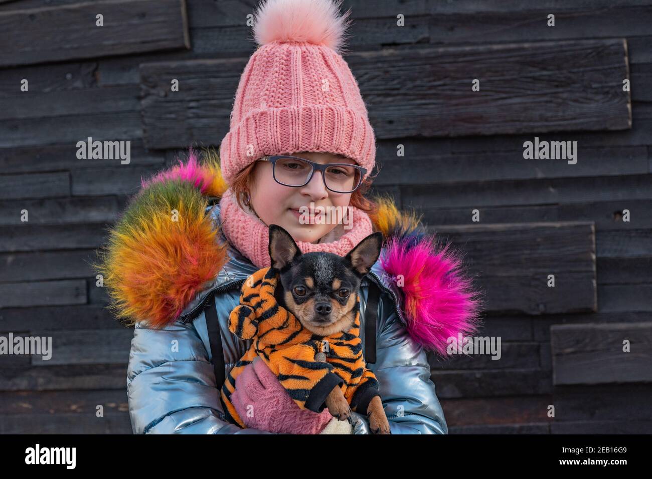 Chihuahua dog with girl. portrait of young girl in her warm clothing ...
