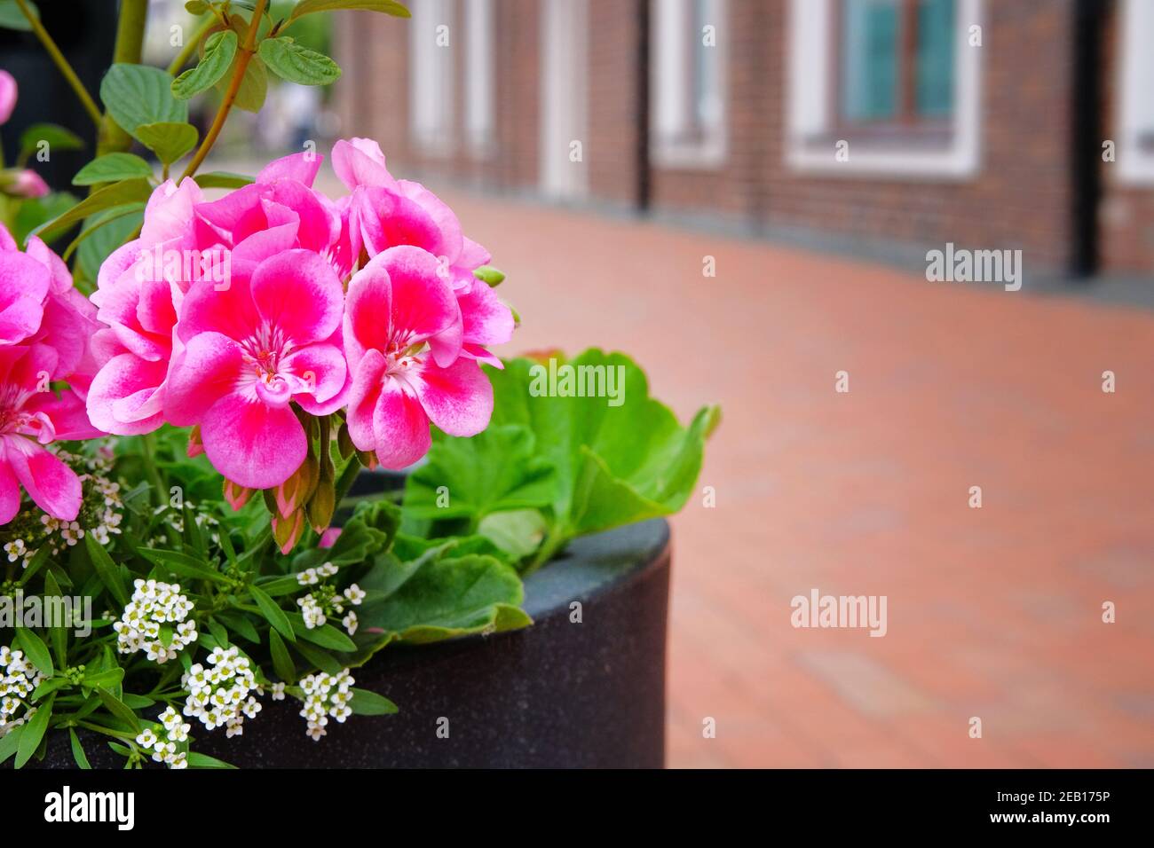 Street pot with pink flowers on blurred background. Landscaping and ...