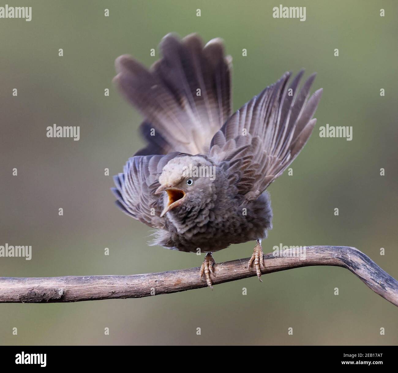 Bengaluru, India, February 11, 2021: Bengaluru, India, February 11 ...