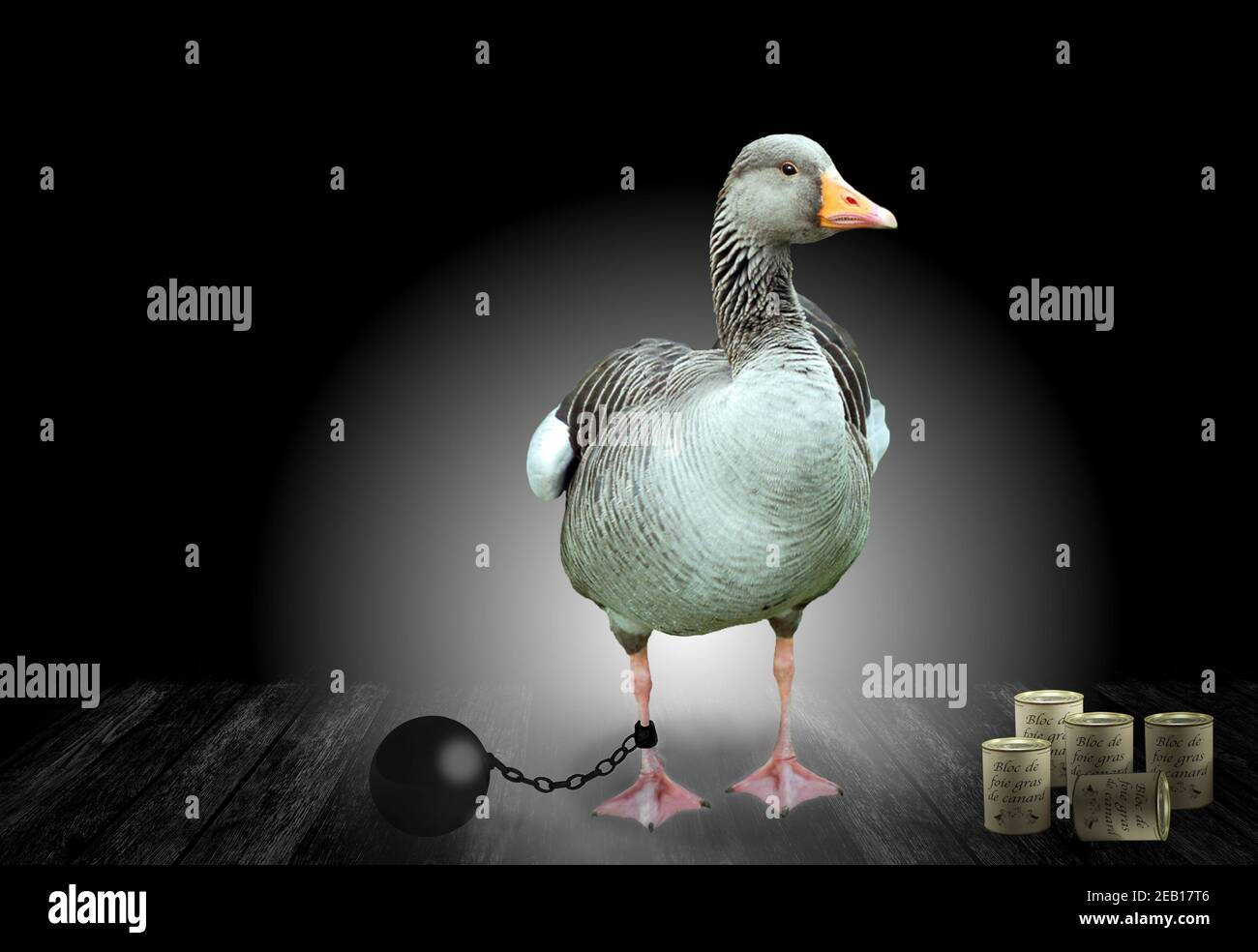 Pig breeding intensive hi-res stock photography and images - Alamy