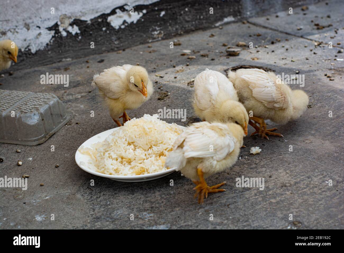 Little chicken eating and leaving on the roof Stock Photo - Alamy