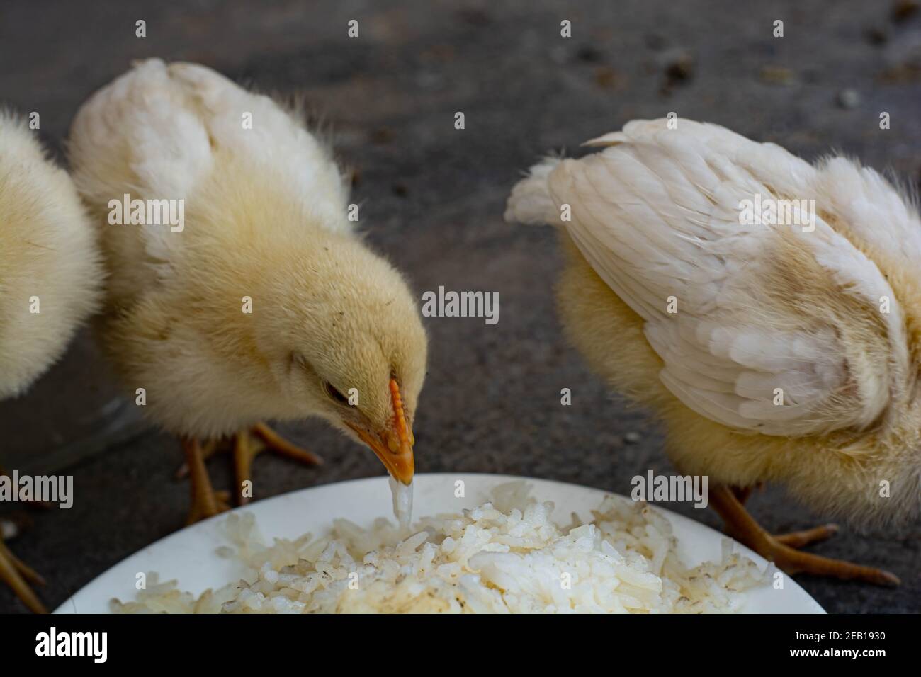 Baby chickens eating hi-res stock photography and images - Alamy