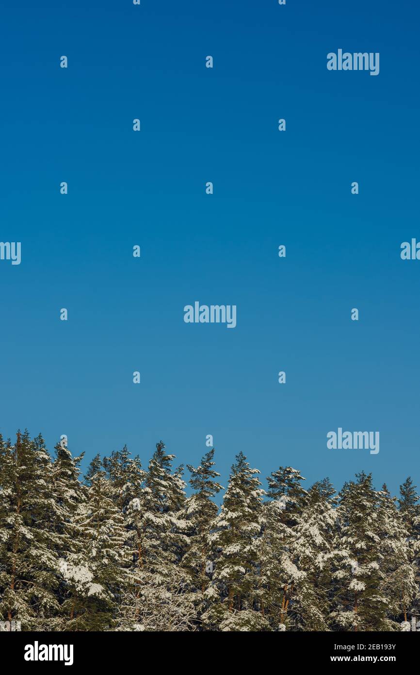 Winter landscape on a sunny day. Forest and field, pine and spruce trees in the snow, bright ...