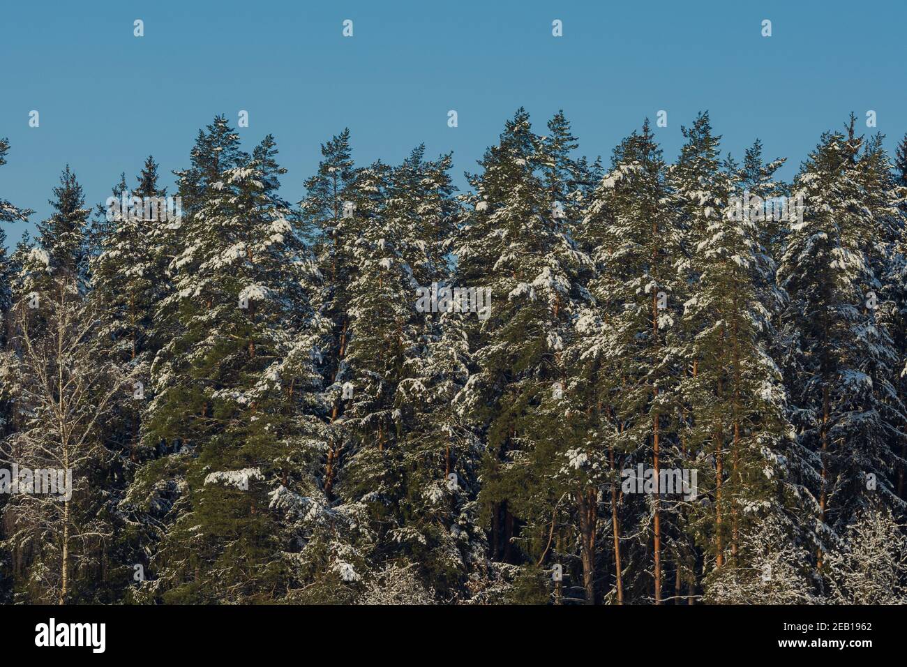Winter landscape on a sunny day. Forest and field, pine and spruce trees in the snow, bright ...