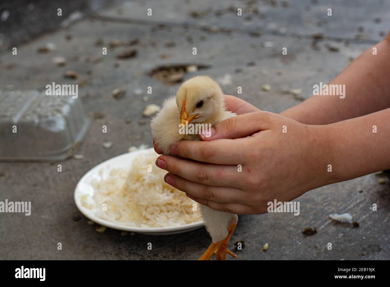 Little chicken eating and leaving on the roof Stock Photo - Alamy