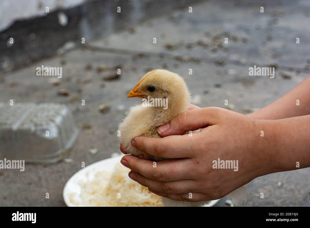 Little chicken eating and leaving on the roof Stock Photo - Alamy