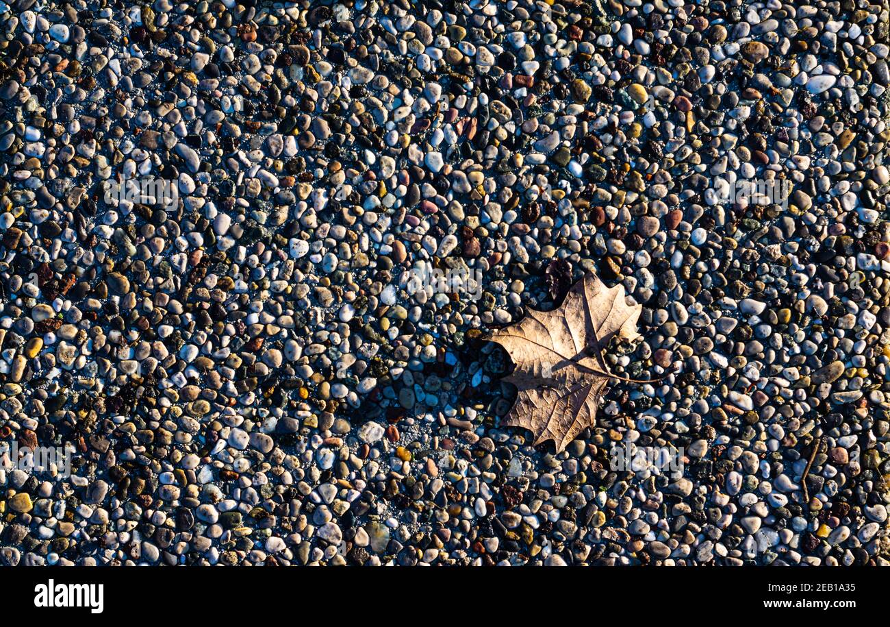 Dry maple leaf on the pebble pattern background outside Stock Photo - Alamy
