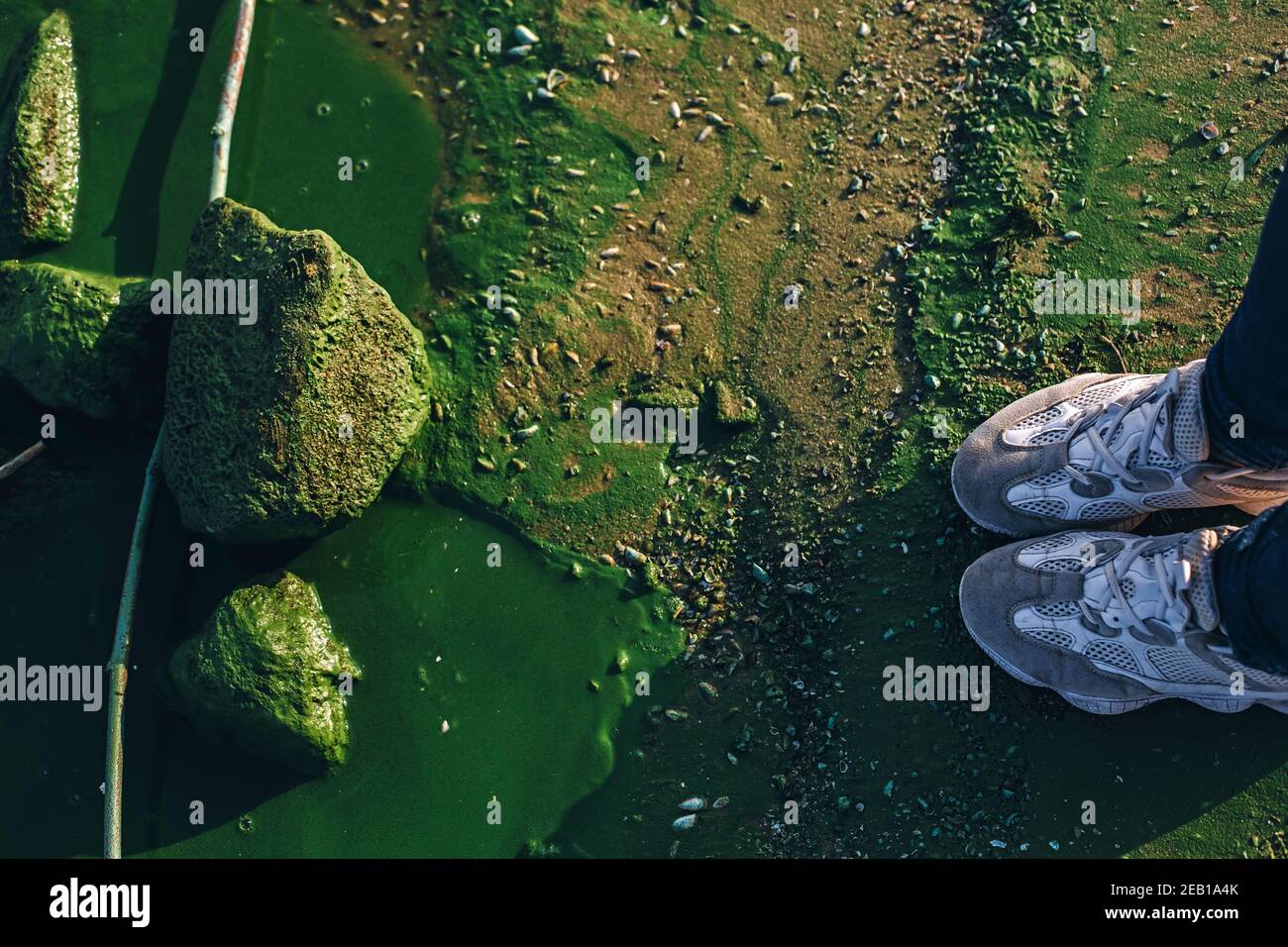 Green surface and rocks of dirty river with harmful algae blooms Stock ...