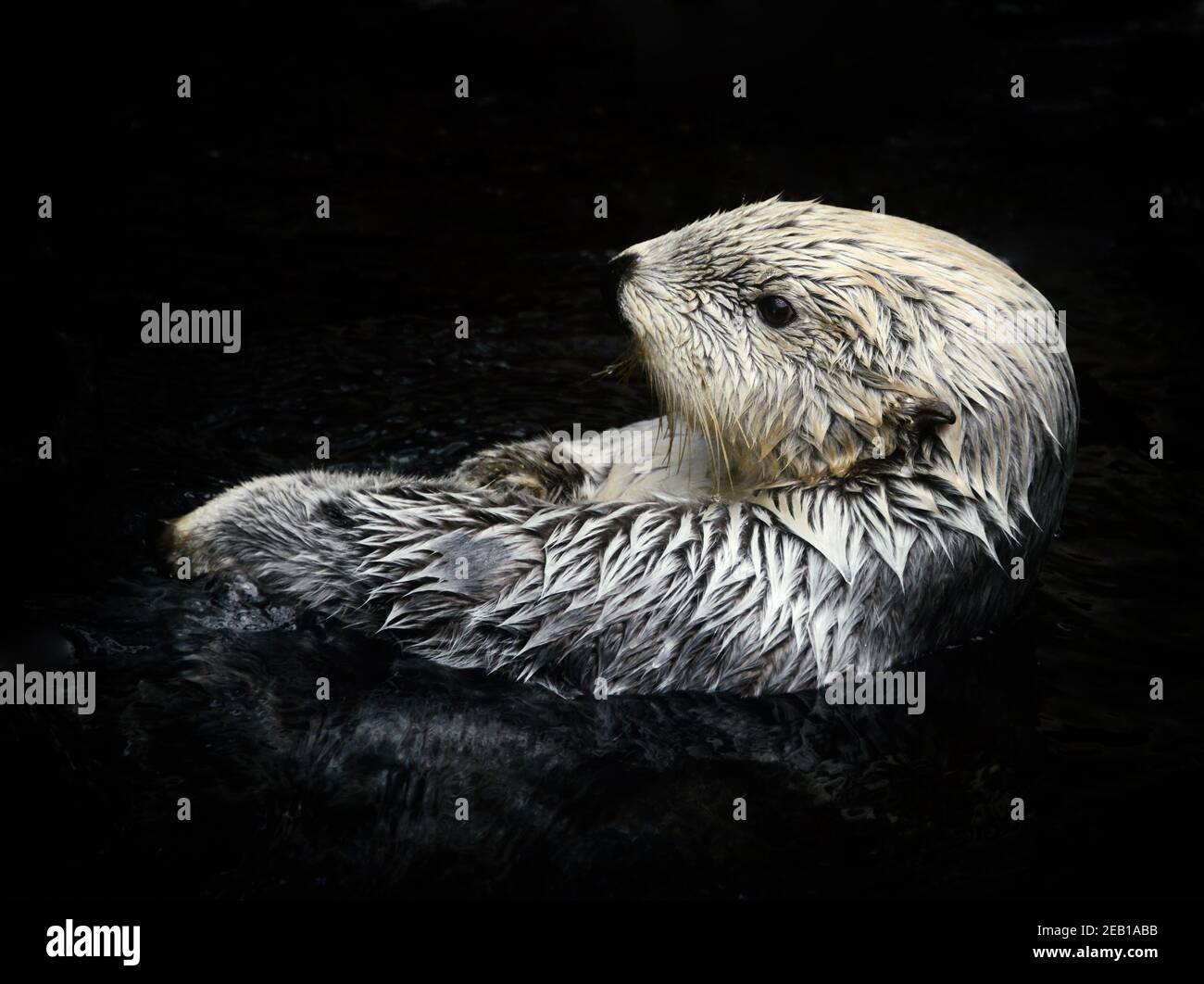 Wet river otter in water Stock Photo - Alamy
