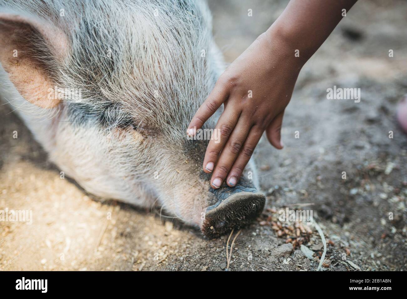 Closeup kids hand petting hi-res stock photography and images - Alamy