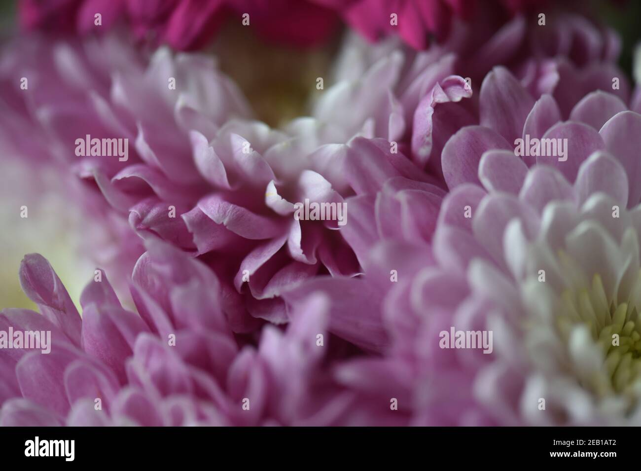 Plants and flowers Stock Photo - Alamy