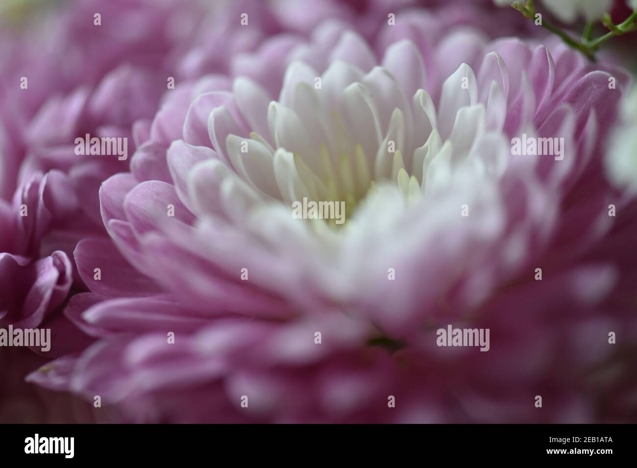 Plants and flowers Stock Photo - Alamy