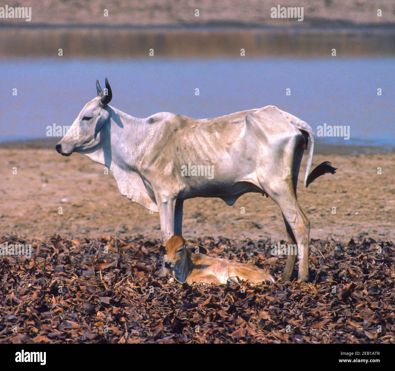 Livestock venzuela hi-res stock photography and images - Alamy